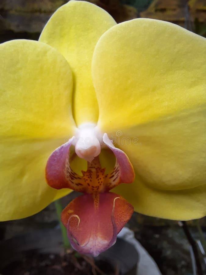 The Red Tongue of the Yellow Moon Orchid Stock Image - Image of ...