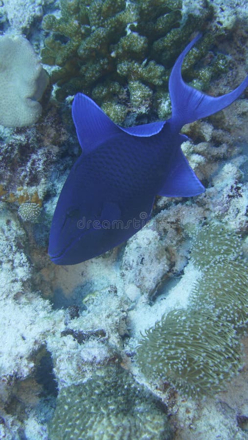 Red Tooth Trigger Fish Maldives Stock Photo - Image of blue, aquarium ...