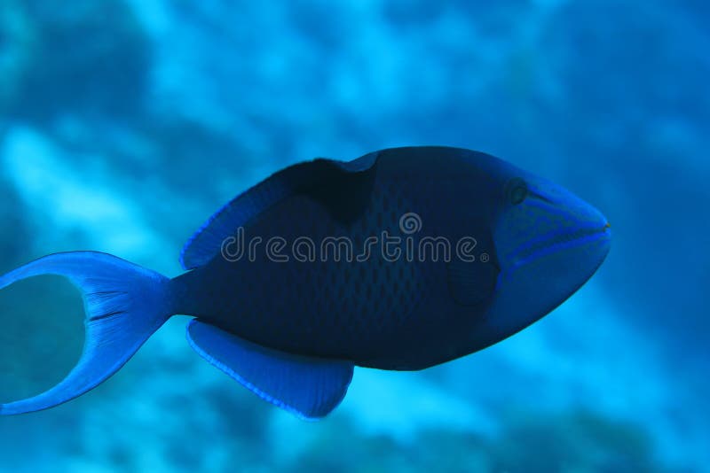 Red-toothed triggerfish stock photo. Image of odonus - 95013226
