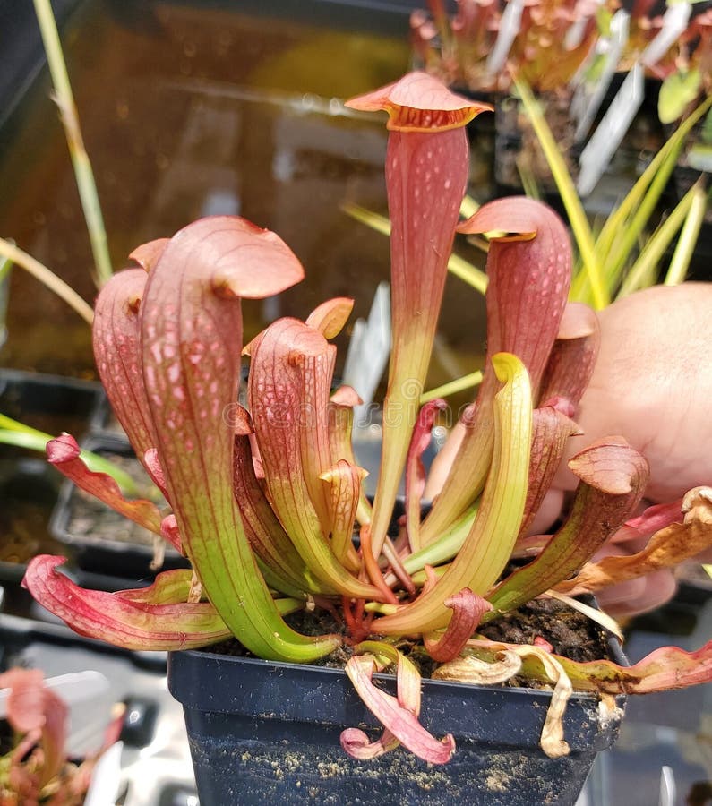The Red Top Color of Bug Bat Pitcher Plant Stock Photo - Image of ...