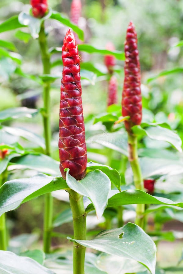 Red top of plant stock image. Image of jungle, plant - 27902061