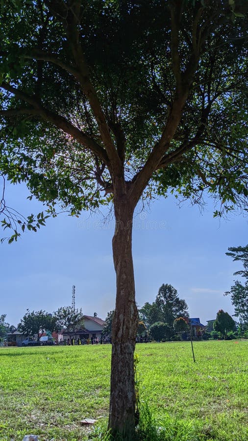Red Top Plant Tree in the Field Stock Photo - Image of size, large ...
