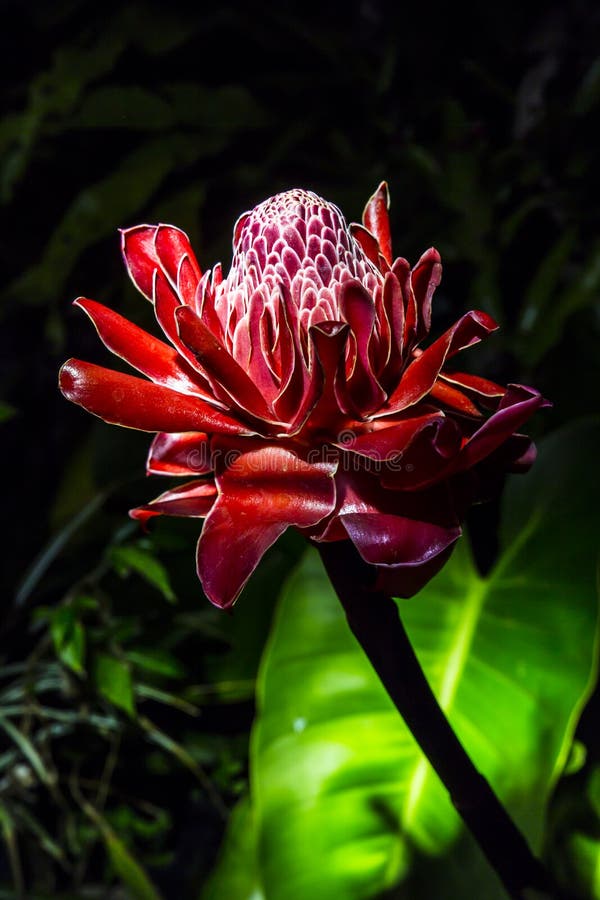 Red torch ginger flower stock image. Image of tropical - 31492147