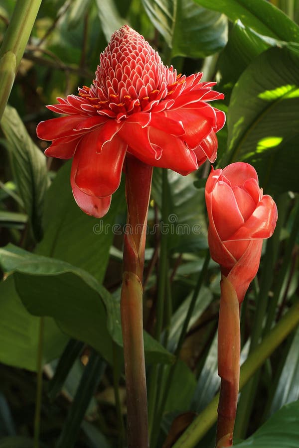 Red Torch Ginger Bloom stock image. Image of natural - 55165561