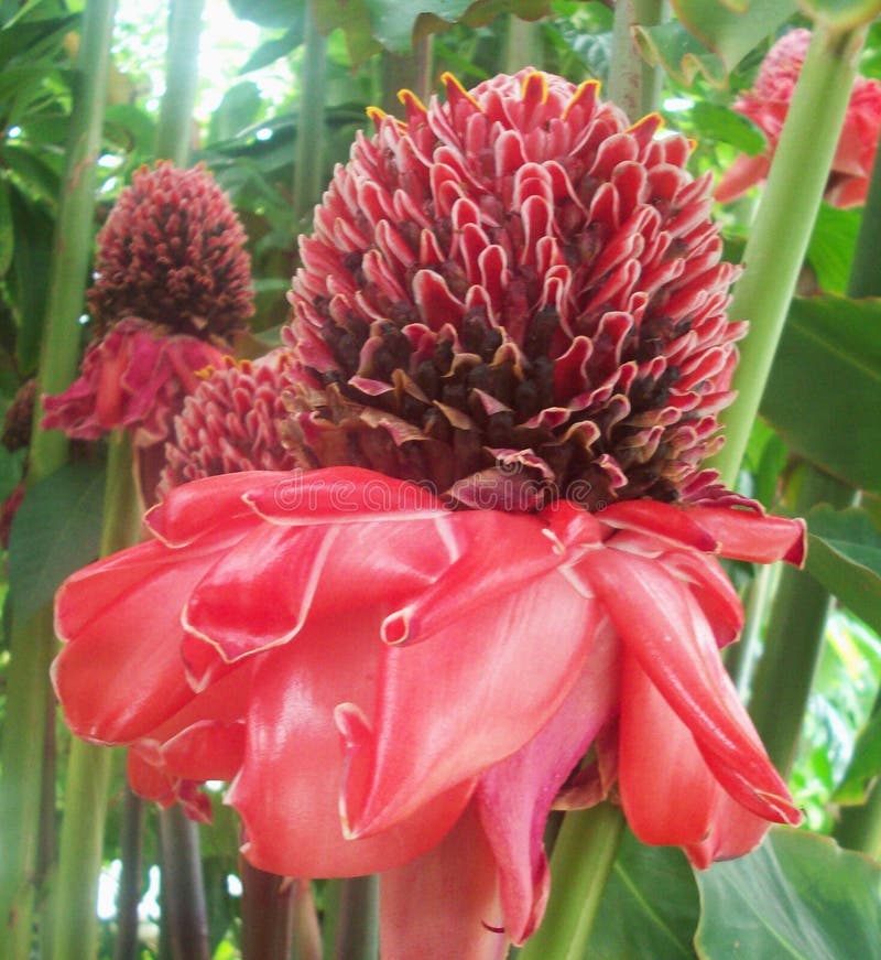 Red Torch Ginger stock photo. Image of spring, growth - 55029304