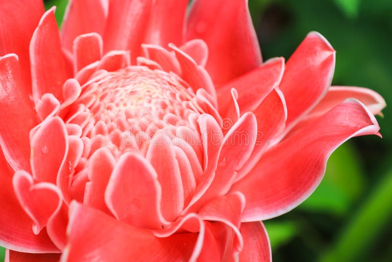 Red Torch Ginger blossom stock image. Image of wild, colorful - 60091697