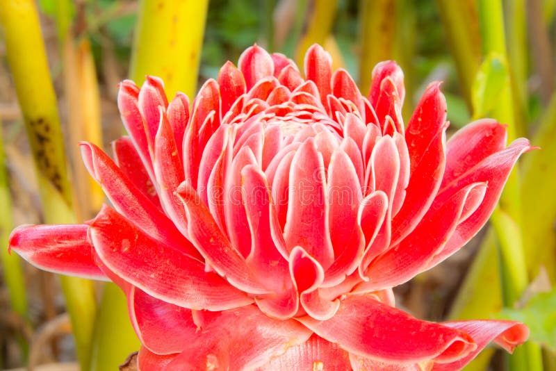 Torch ginger stock photo. Image of background, bright - 179693976