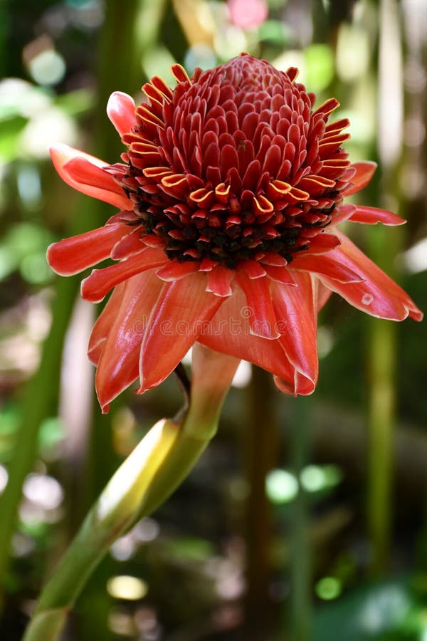 Red Torch Ginger Flower stock image. Image of orange - 259295365