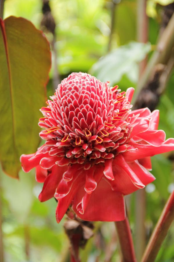 Red Torch Ginger Flower stock image. Image of hawaii - 93158799