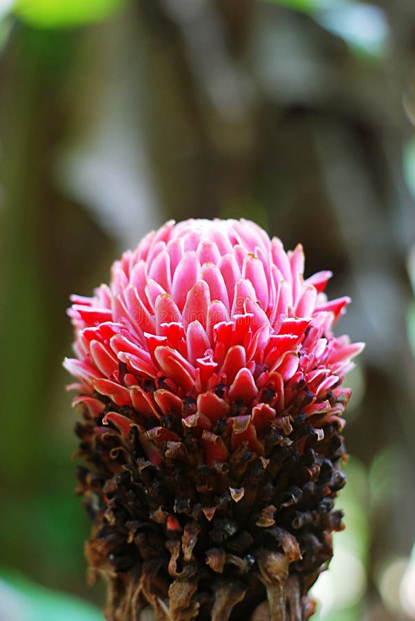 Red torch ginger flower stock photo. Image of ginger - 123432624