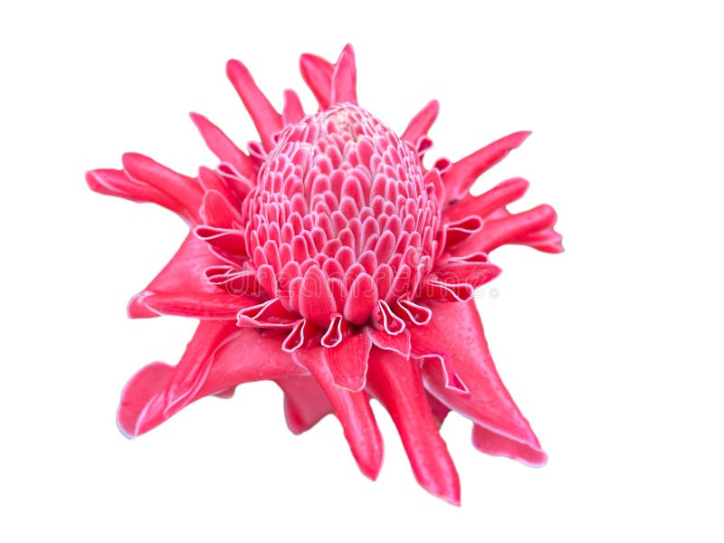 Torch Ginger Stock Illustrations – 163 Torch Ginger Stock Illustrations ...
