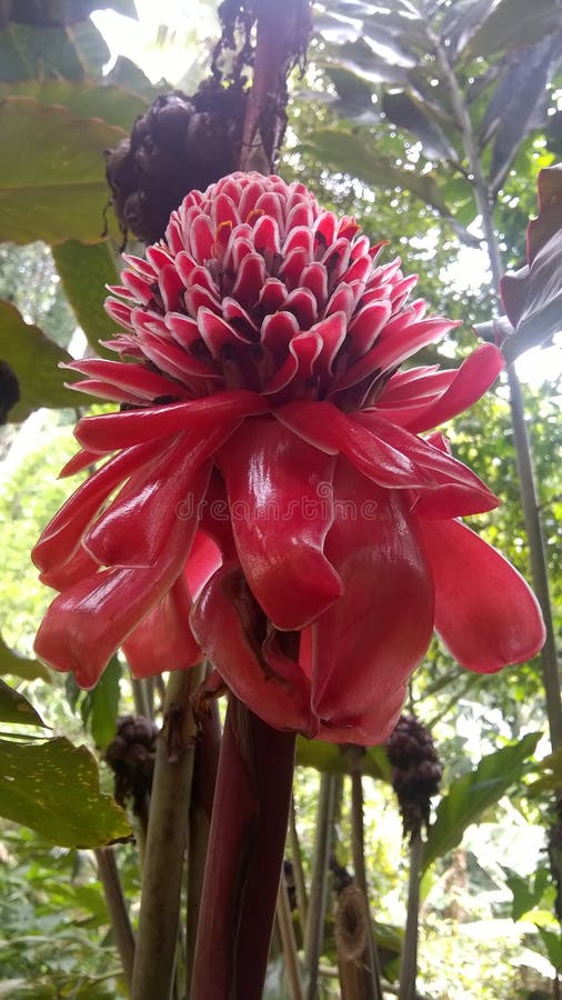 Red Torch Ginger Bloom stock image. Image of natural - 55165561