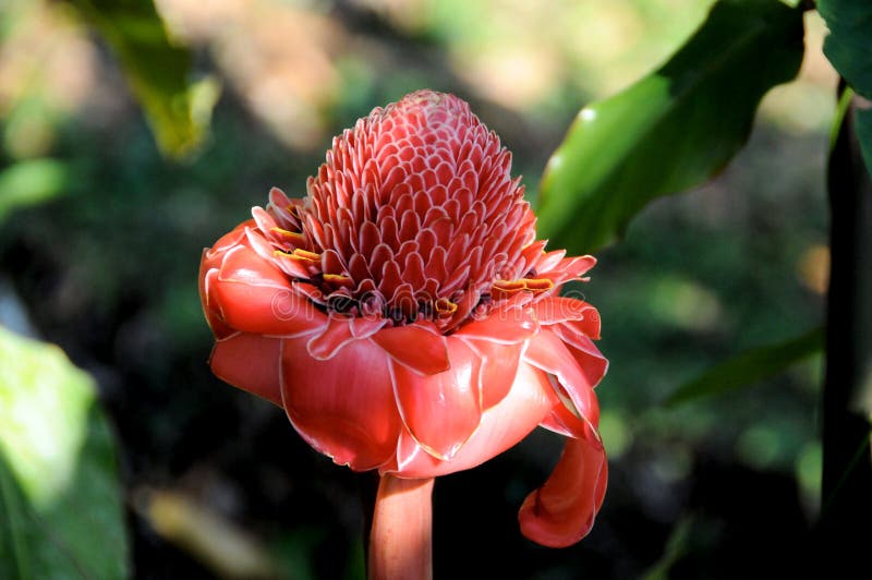 Red Torch Ginger Flower, Mexico Stock Image - Image of wild, plant ...