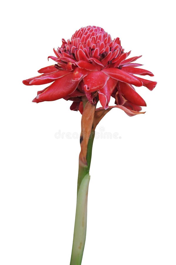 Red Torch Ginger Flower, Mexico Stock Image - Image of wild, plant ...