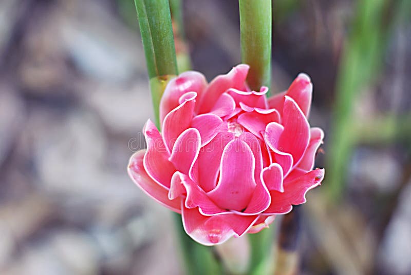 Red torch ginger flower stock photo. Image of ginger - 123432624