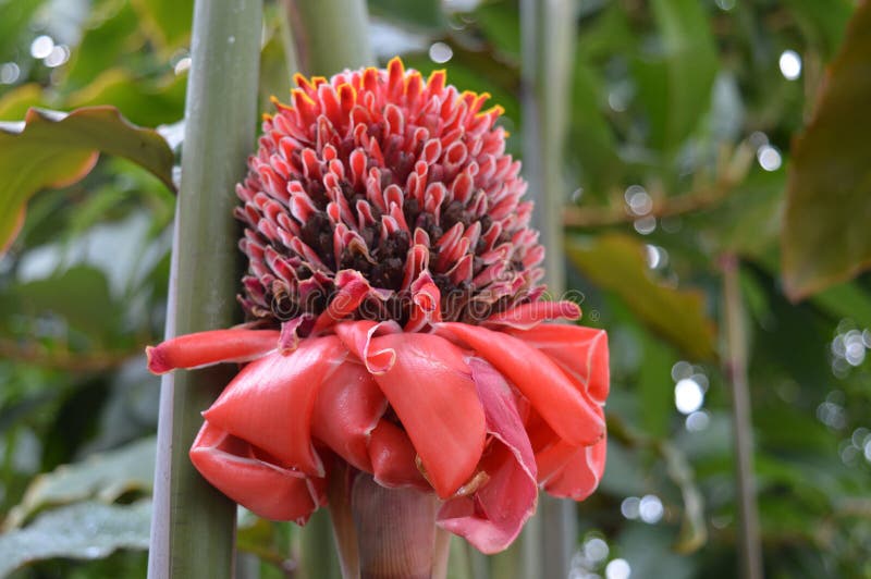 Red Torch Ginger stock photo. Image of leaves, spring - 56426078
