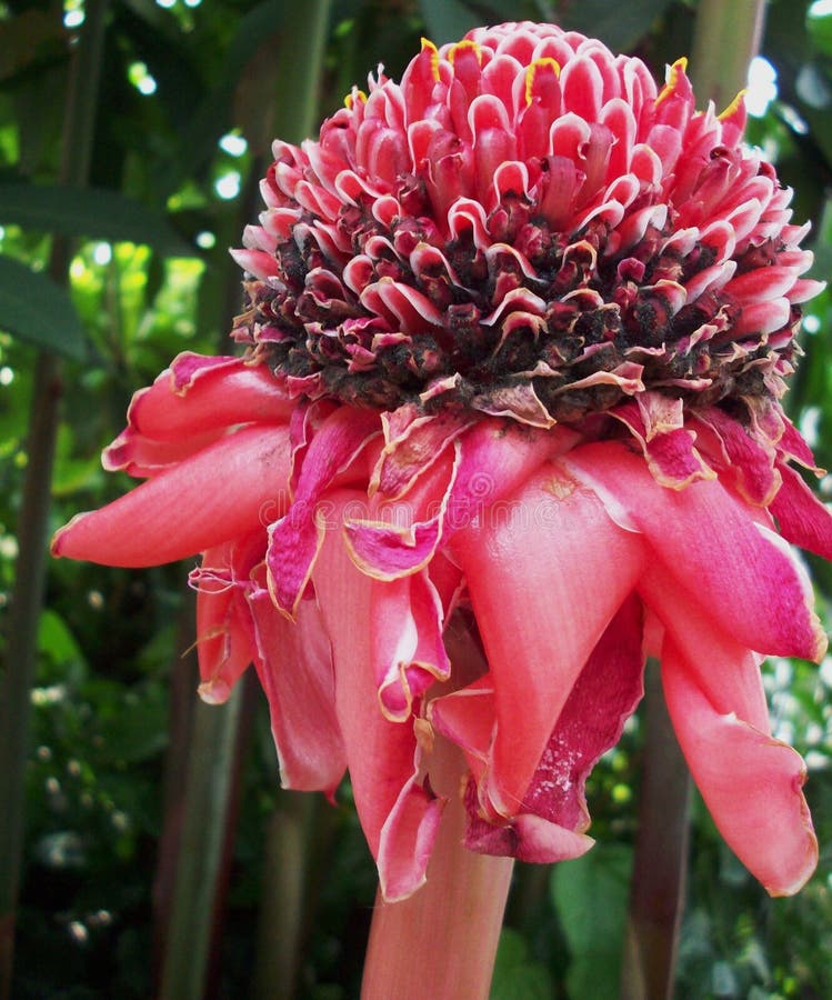 Red Torch Ginger stock image. Image of span, plant, scenic - 56426035