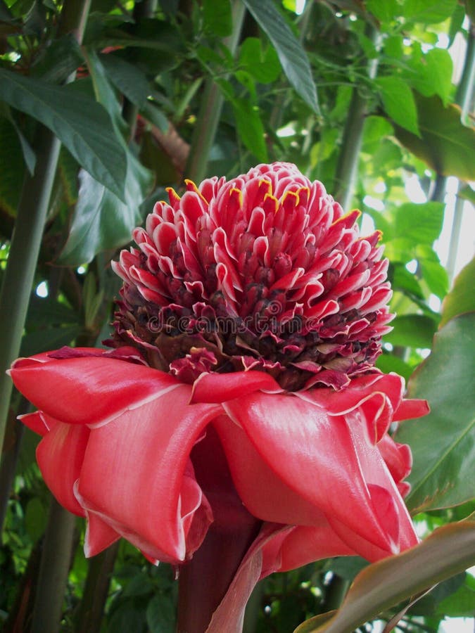 Red Torch Ginger stock photo. Image of outside, details - 56426064