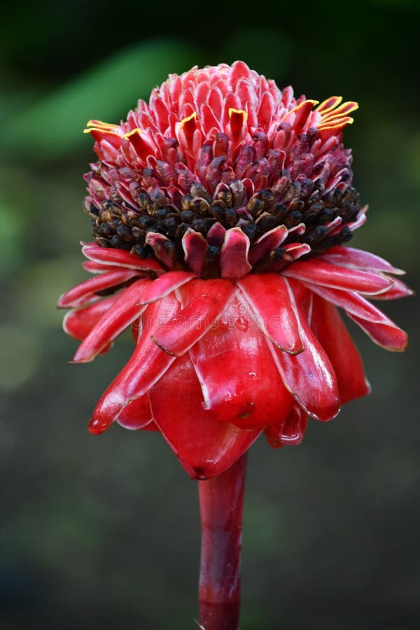 Red Torch Ginger Lily Flower Stock Photo - Image of green, macro: 344728158