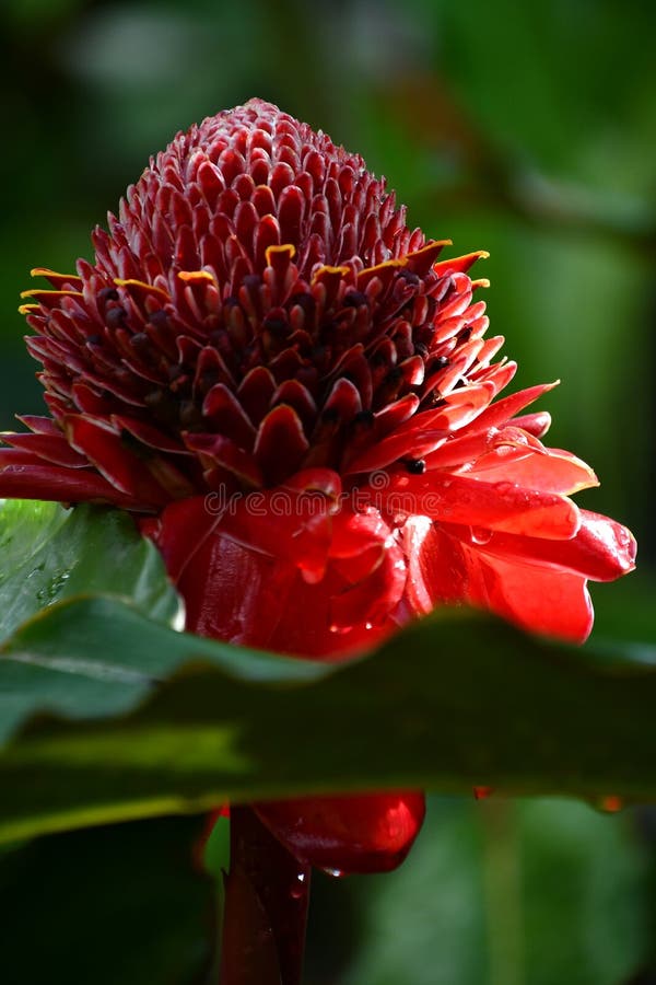 Red Torch Ginger Lily Flower Stock Image - Image of floral, elatior: 344728163