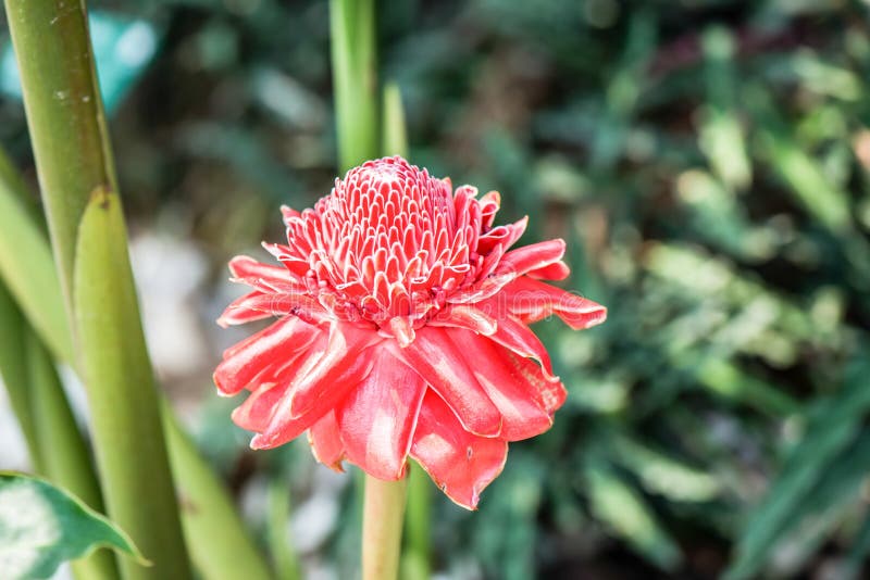 Red Torch Ginger Local Flower Stock Photo - Image of texture, detail ...