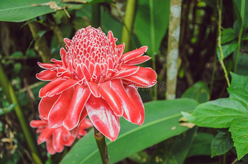 Red Torch Ginger Local Flower Bohol Philippines Stock Photo - Image of ...