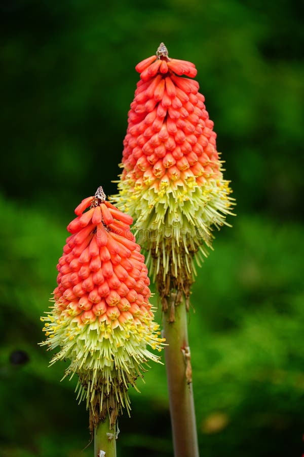 1,277 Red Torch Lily Photos - Free & Royalty-Free Stock Photos from ...