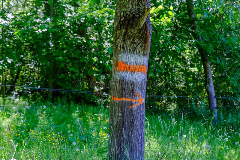 Red Tourist Trail Mark on a Tree. Direction Indication with a Red Arrow ...