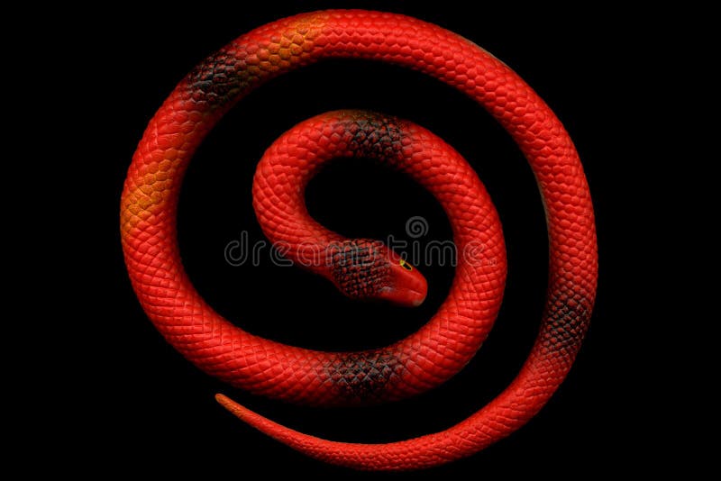 Red Toy Rubber Snake Rolled Up in a Ball. Colored Toy Snake. Rubber ...