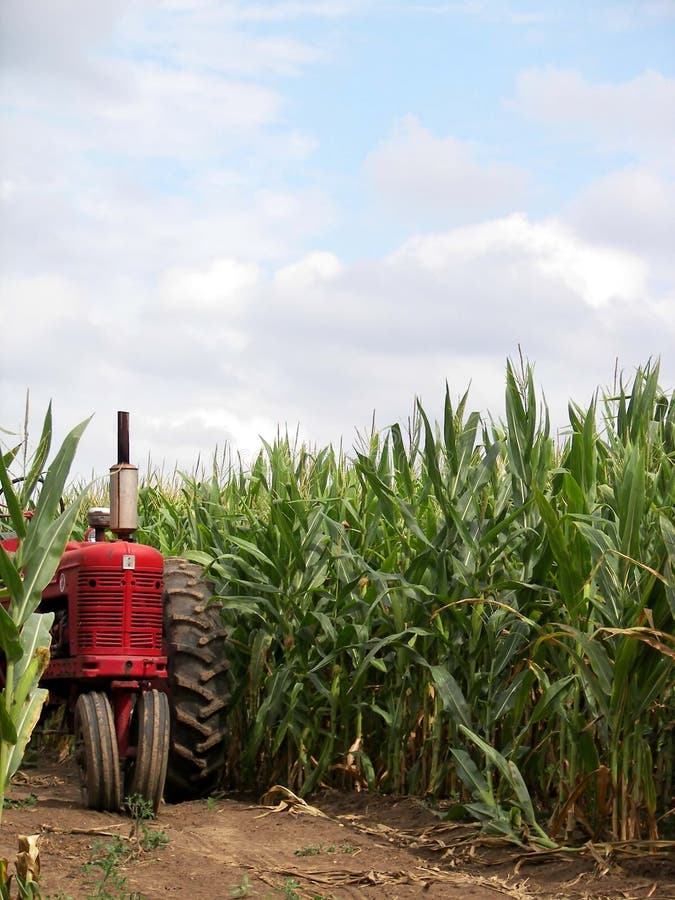 Red tractor in corn field stock photo. Image of summer - 2915206