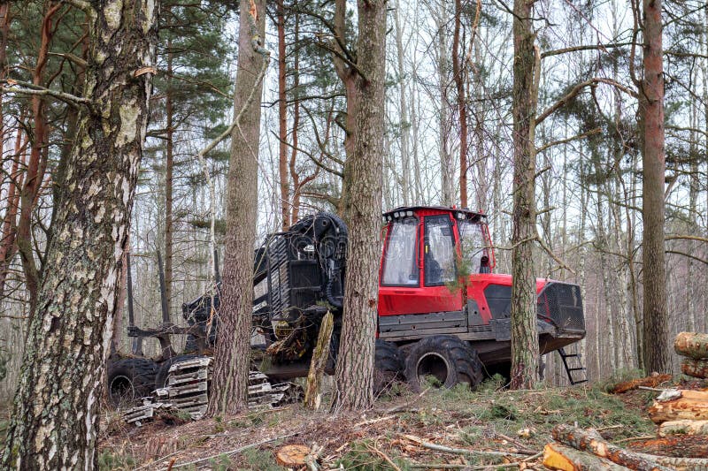 .a Red Tractor is Doing Logging Work in the Forest Stock Image - Image ...