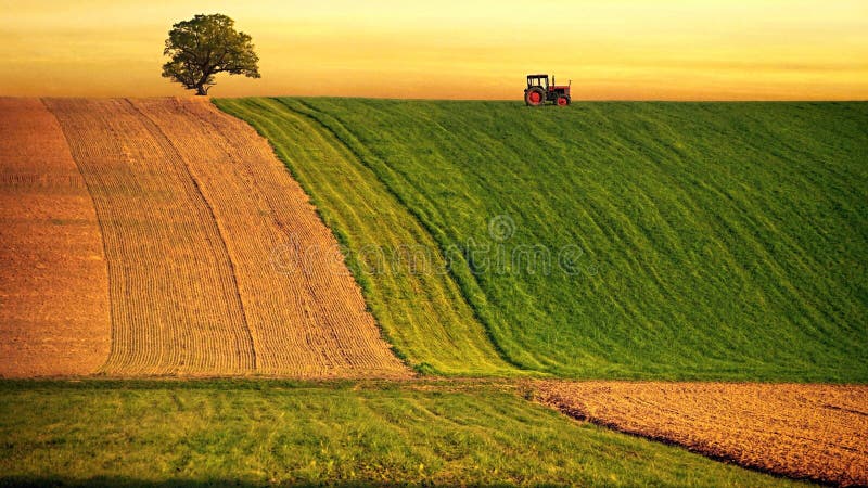 Red Tractor is Working in the Fields at Sunset with a Lonely Tree Stock ...