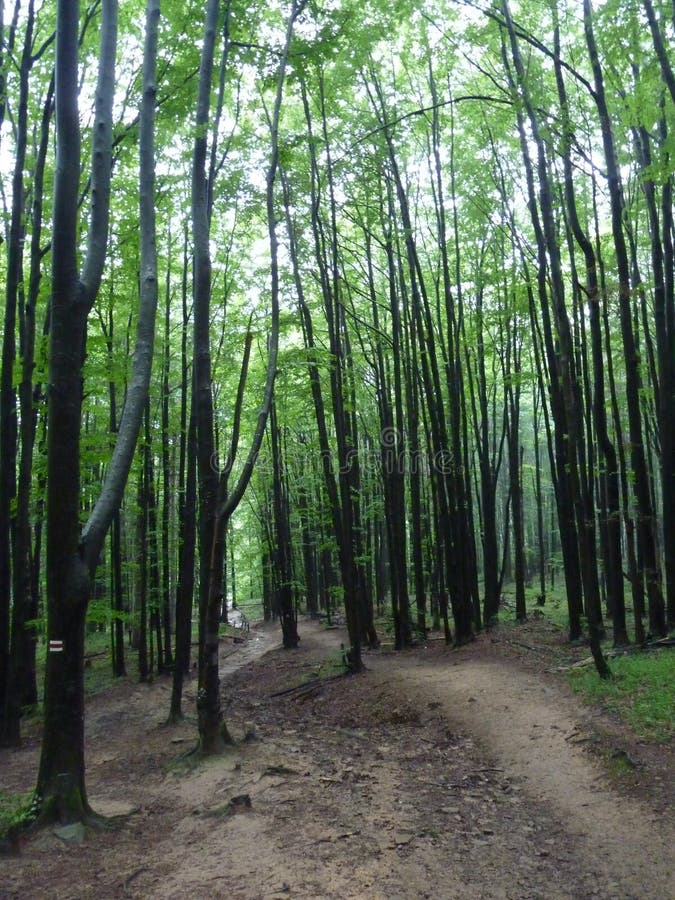 Red Trail through the Dark Forest Stock Image - Image of background ...