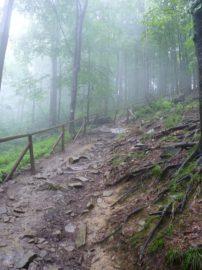 Red Trail through the Dark Forest Stock Image - Image of nature, scenic ...