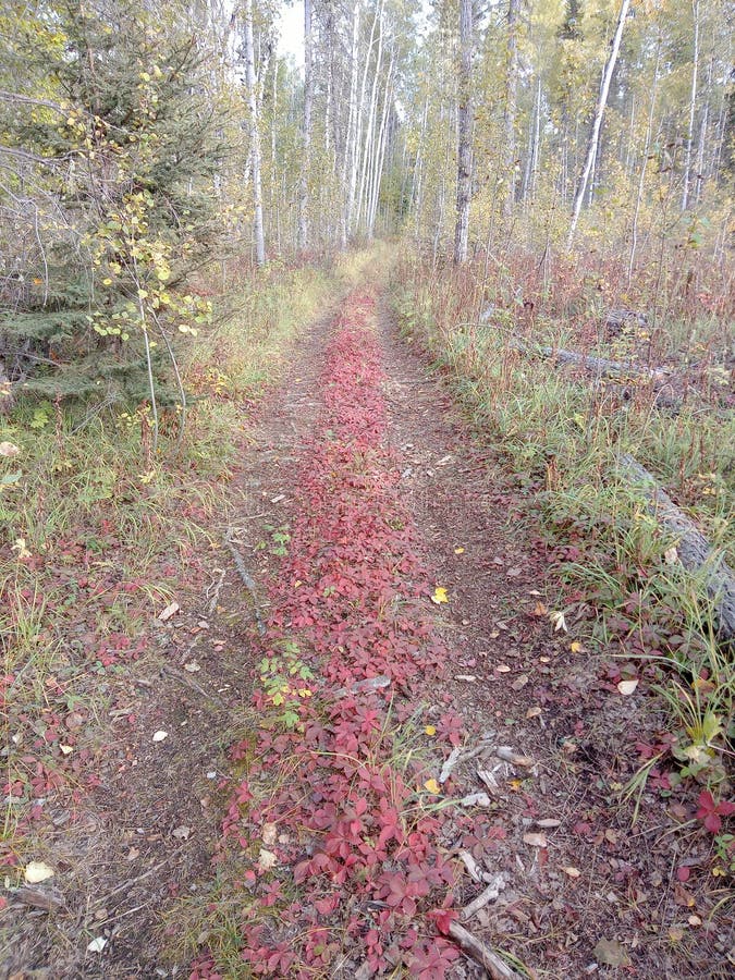 Red trail in woods stock image. Image of trail, bush - 230871867