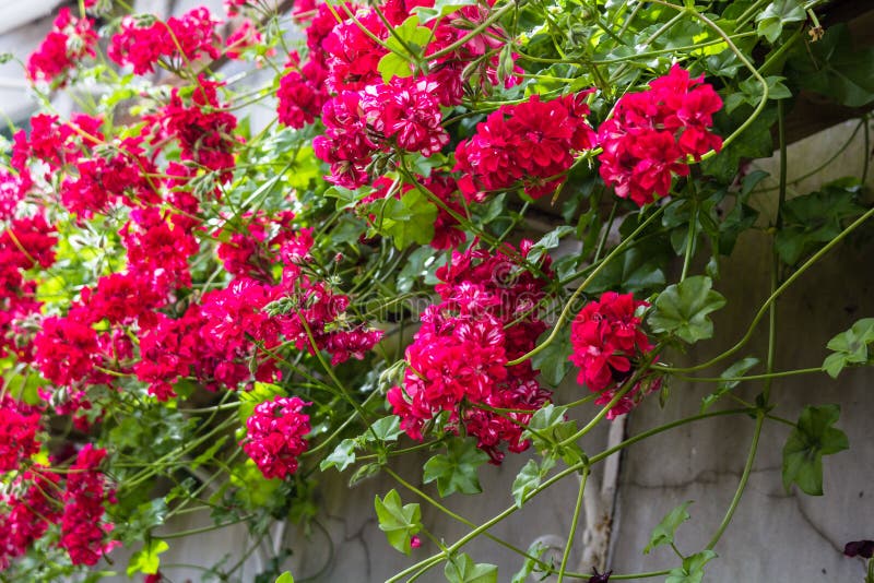 Red Trailing Pelargonium Close Up Stock Image - Image of geranium ...