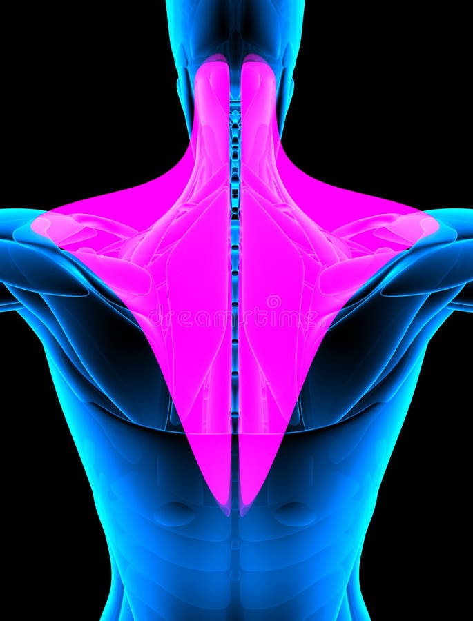 Red Trapezius Muscle in X-ray Stock Illustration - Illustration of ...