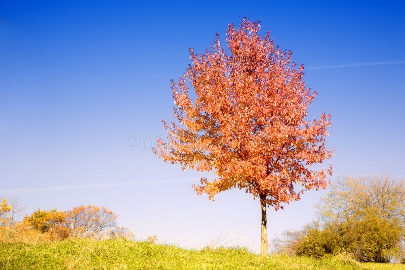 Red tree stock image. Image of outdoors, solitude, beautiful - 10545625
