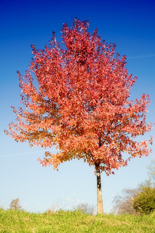 Red tree stock photo. Image of green, colorful, outdoors - 10678644