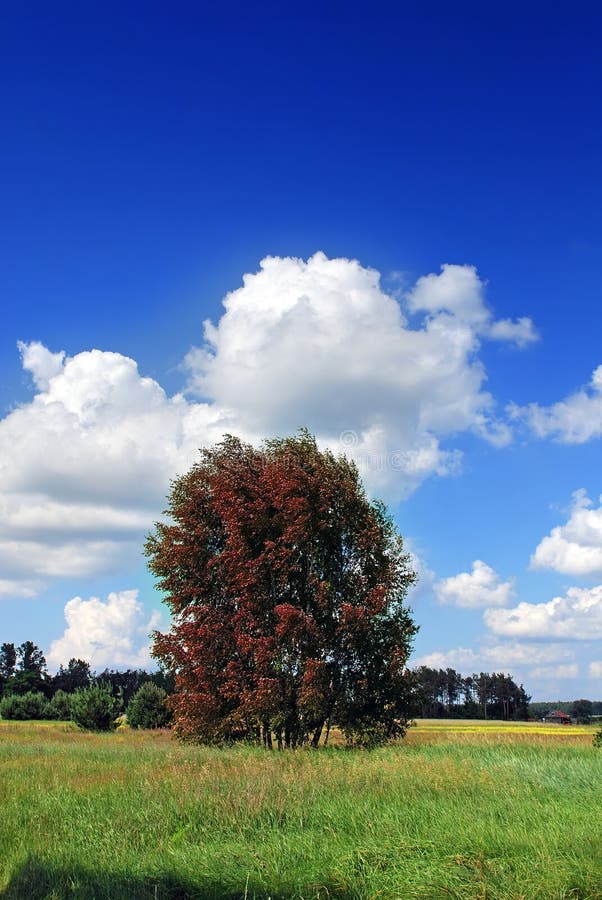 Red tree stock photo. Image of clouds, natural, flora - 10846246