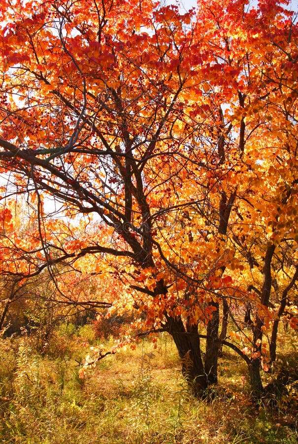 Red tree stock image. Image of leaf, garden, park, magic - 11736407