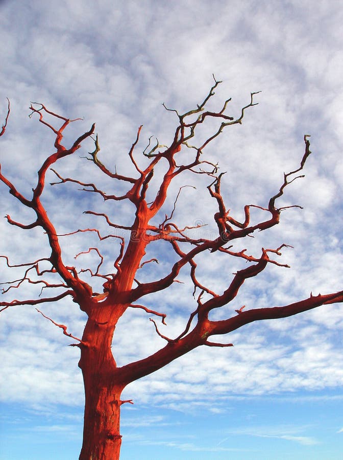 Red Tree stock photo. Image of snarled, trunk, strength - 1596450