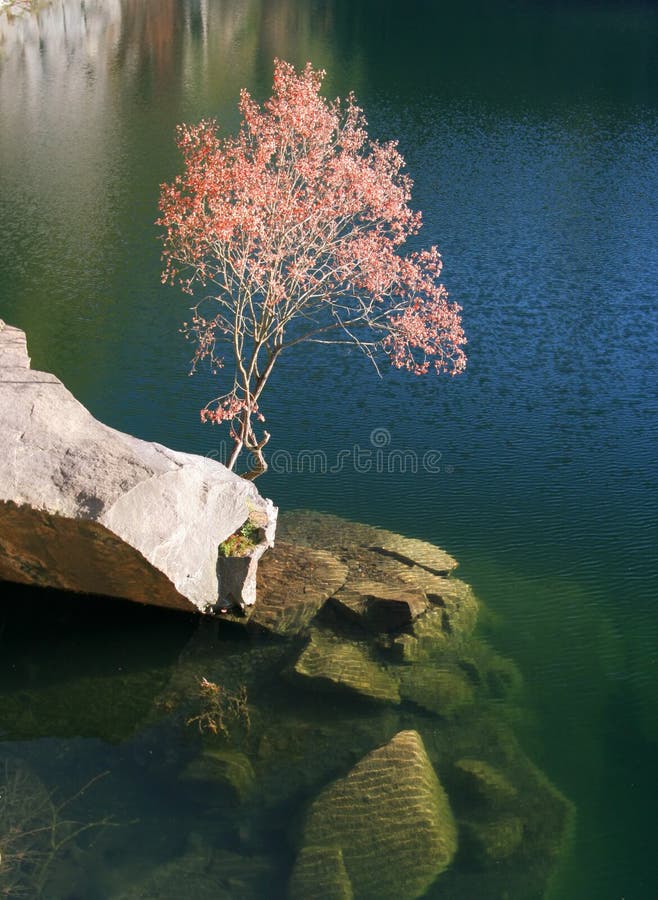 Red tree stock photo. Image of tree, japanese, underwater - 1797842