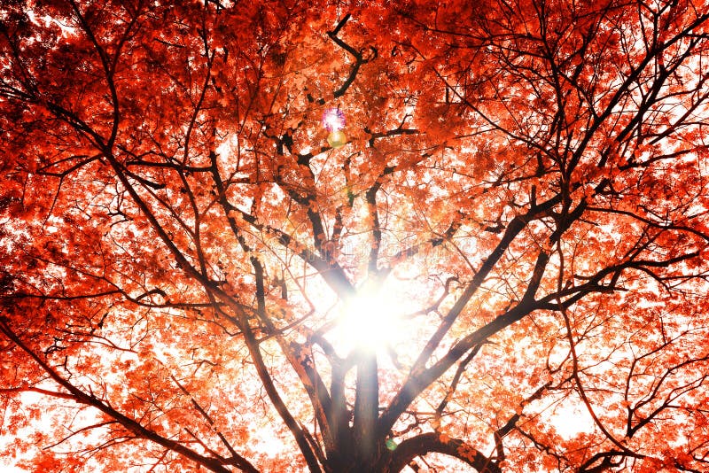 Red tree. stock photo. Image of wood, garden, flower - 26246522