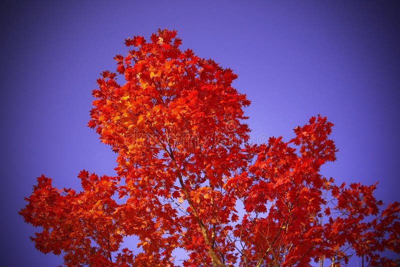 Red Tree Picture. Image: 3962091