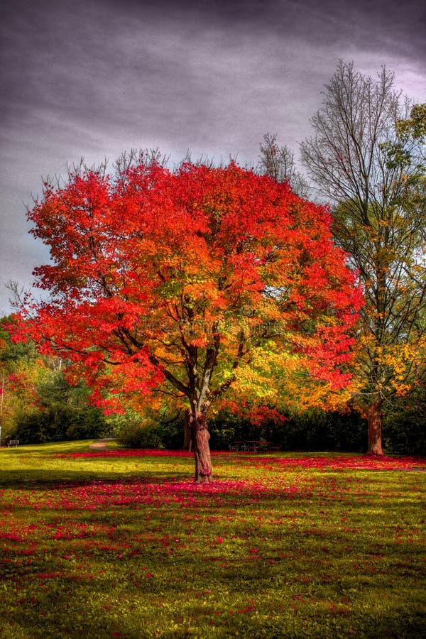 Autumn Trees Reflection stock photo. Image of scarlet - 3669038