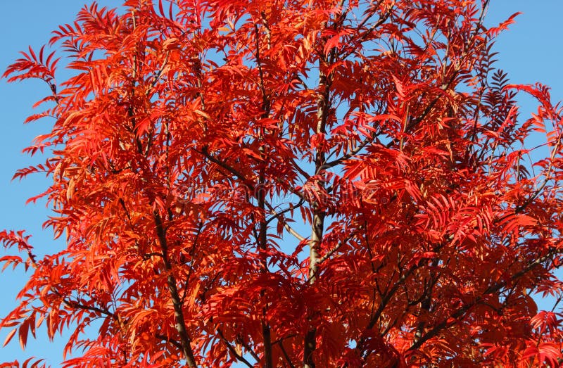 Red tree stock photo. Image of anxiety, city, forest - 85355544