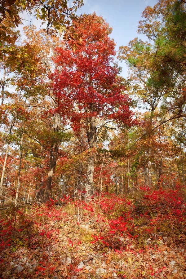 Red tree in autumn forest stock image. Image of colors - 19634555