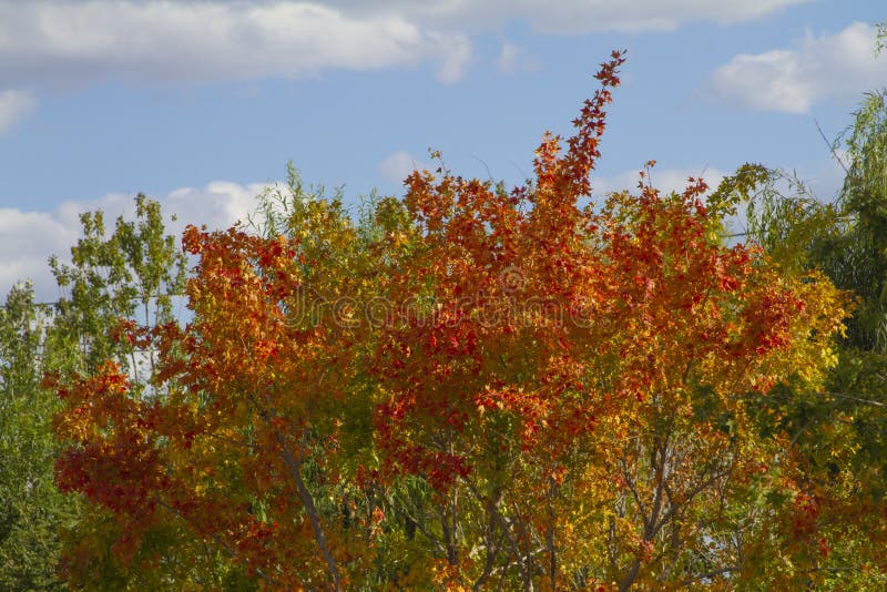 A Red Tree. Autumn Landscape in Forest Stock Image - Image of golden ...