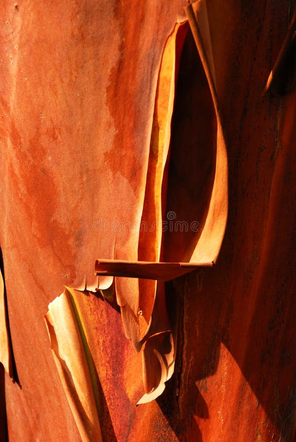 Red tree bark stock image. Image of lines, background - 4660645